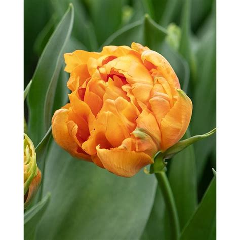 Tulip Orca from Peter Nyssen flower bulbs and plants