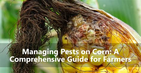 Managing Pests On Corn A Comprehensive Guide For Farmers Agnote