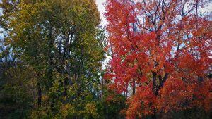 Maple Tree Identification A Complete Guide GrowIt BuildIT