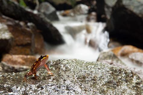 Variable Harlequin Frog