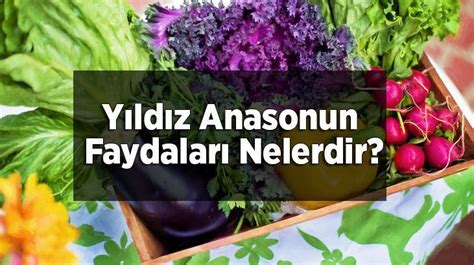 Y Ld Z Anasonun Faydalar Nelerdir Cilt In Kullan L R M Cilt Bak M