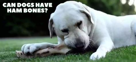 Can Dogs Have Ham Bones