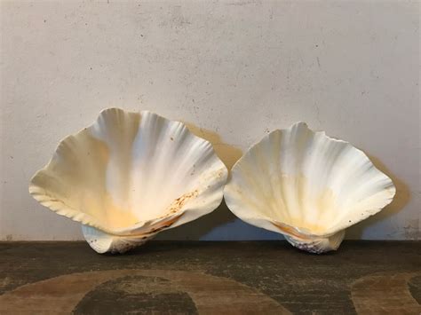 Giant Vintage Clam Shells Large Clam Shells Garden Planters Etsy