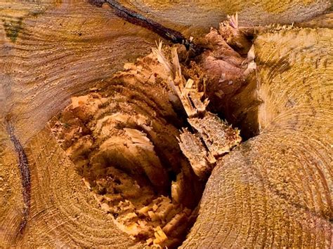 Premium Photo Full Frame Shot Of Log