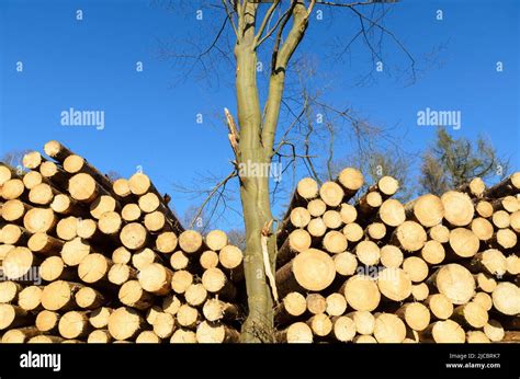 Stack Of Felled Logs With Visible Cross Section And Age Growth Rings At