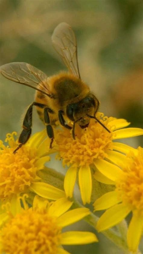 Are There Pesticides In Your Honey Artofit