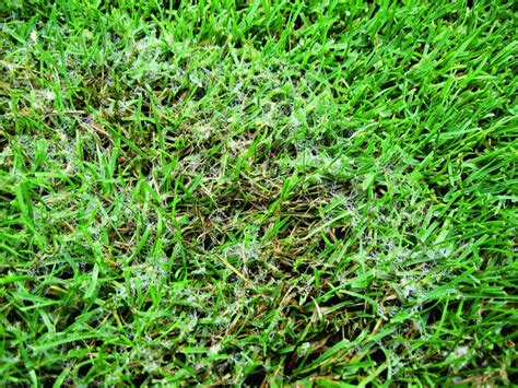 Pythium Krankheiten Rasenwissen