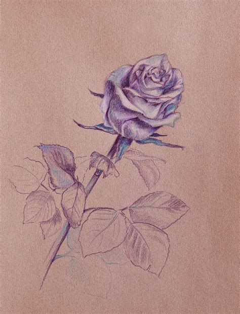 Purple Rose Drawing