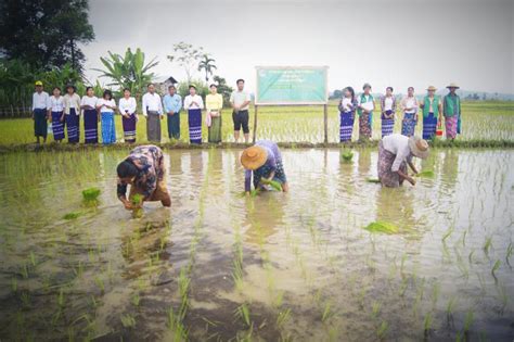 မင်းကင်းမြို့နယ်၌ မိုးစပါး မျိုးစေ့ထုတ်စံပြစိုက်ကွက် Rs စိုက်ပျိုးခြင်း ကွင်းသရုပ်ပြပွဲ ကျင်းပ