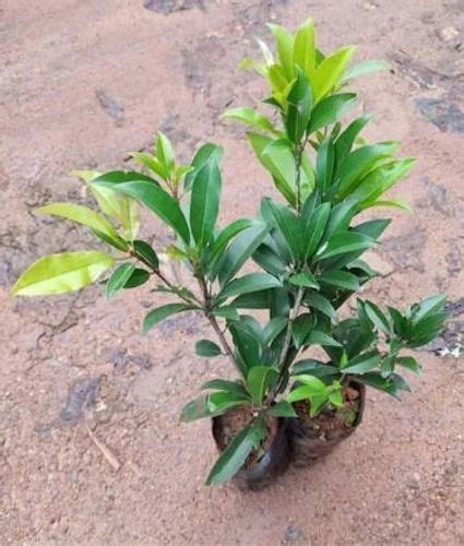 Well Watered Green Fresh Sapota Chiku Plant For Fruits At Rs 350piece