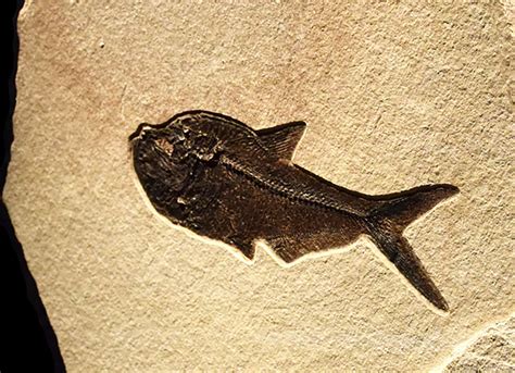 Fossil Sculpture 1400 Fossil Art Items Natural Fossil Art And Design
