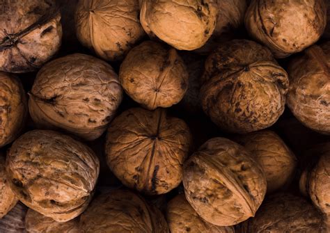 Image Anatomy Of A Walnut