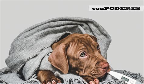 Alergias En Perros Cómo Detectarlas Y Qué Hacer En Caso De Presentarse