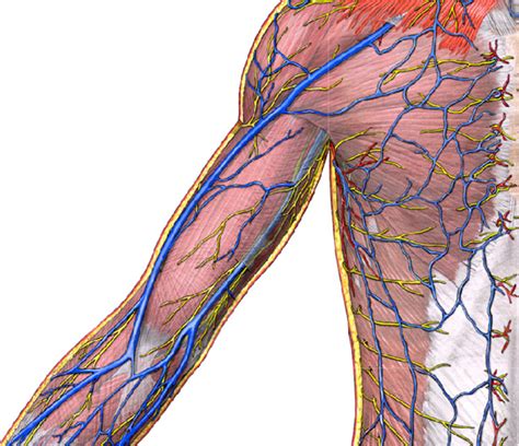 Blood Vessels Diagram Quizlet