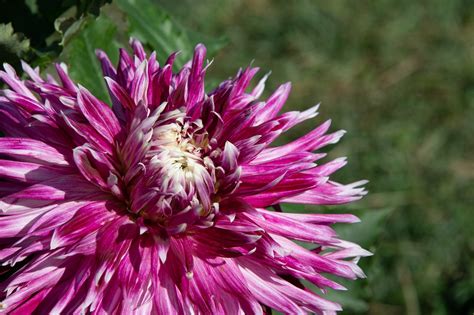 大丽花 花 开花 Pixabay上的免费照片 Pixabay