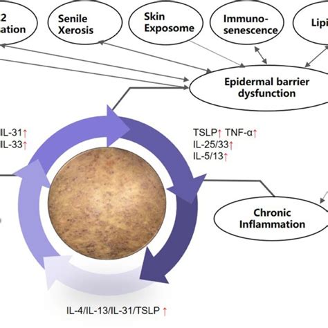 The Pathogenesis Of Ad In The Elderly That Involves Epidermal Barrier