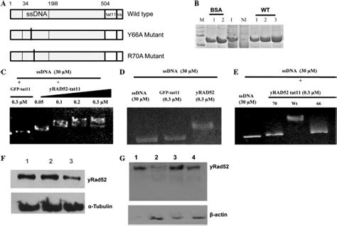 Purification Ssdna Binding Activity And Delivery Of Yrad52tat11 A Download Scientific