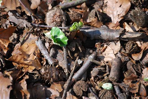 Fotos gratis árbol naturaleza bosque rama planta madera hoja