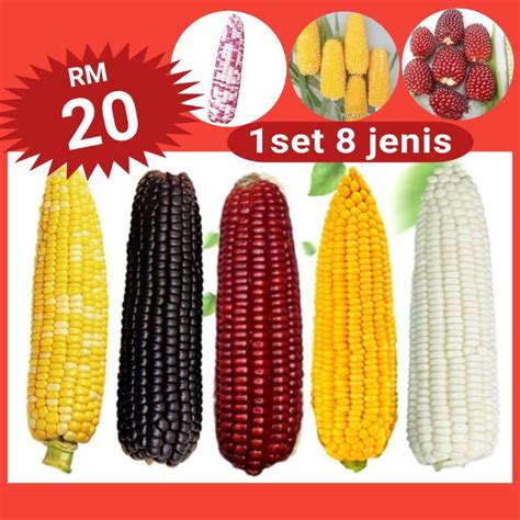 8 In 1 Set Biji Benih Jagung Manis Sweet Corn Seeds 1 Set Ada 8