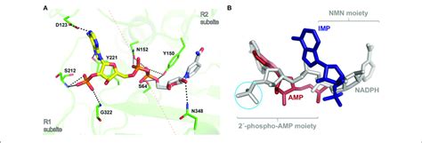 a molecular docking model of the ampc ber nadph complex the active