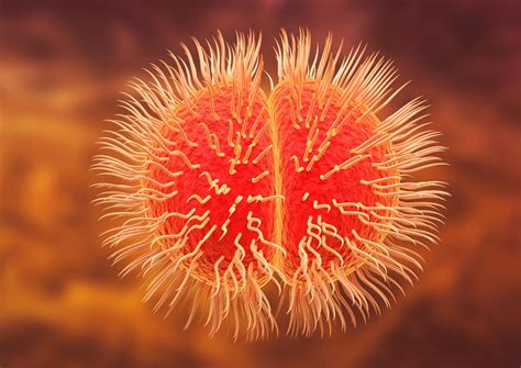 Méningite Quatre Cas Dont Un Décès Ont été Signalés à Strasbourg