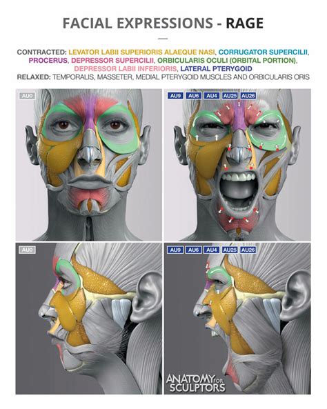 Anatomy Of Facial Expression Hardcover By Anatomy For Sculptors Artofit