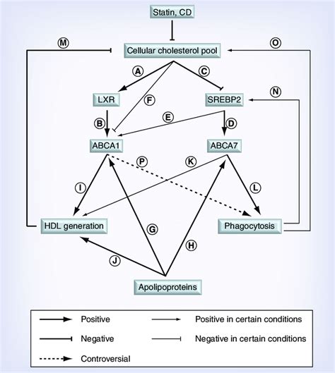 Positions And Functions Of Abca7 In The Regulatory Network For Cellular Download Scientific