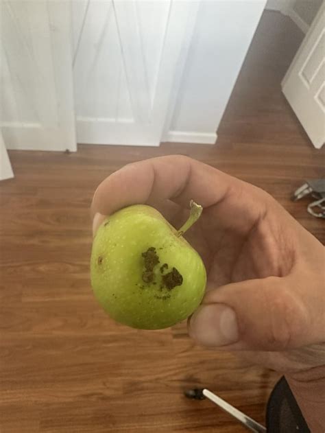 Do I Have A Codling Moth Infestation R Gardening