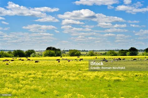 질감된 스카이와 필드 노란색 꽃으로 자란 젖소의 방목 무리 여름 풍경입니다 배경 가축떼에 대한 스톡 사진 및 기타 이미지 가축떼 건강한 생활방식 구름 Istock