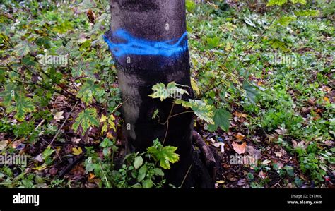 Tree Marked For Cutting Down Stock Photo Alamy