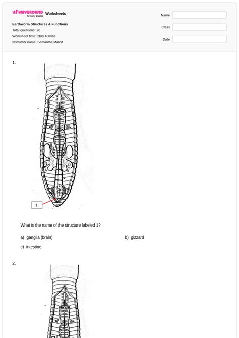 50 Earthworm Anatomy Worksheets On Wayground Free And Printable