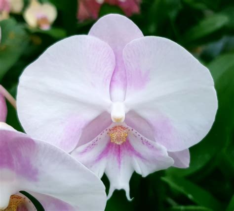 Phal. Allura Jewel купить