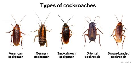 How Get Roaches In House