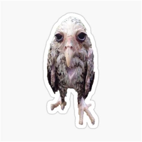 Funny Wet Owl Meme Sticker For Sale By Posivibez Redbubble