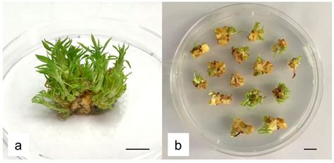 Regeneration In Plants