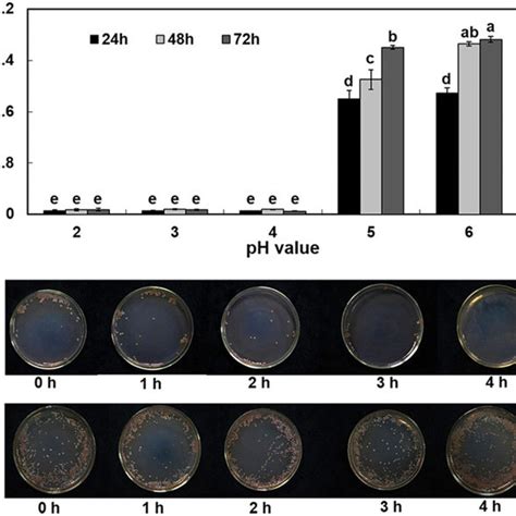 Growth Of Acidovorax Citrulli At Different Temperatures Vertical Bars