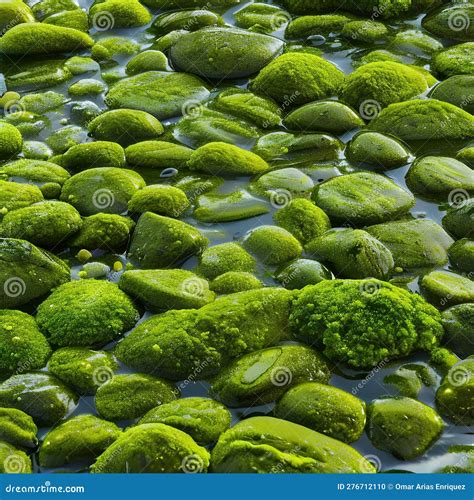 A Slimy And Slippery Texture With Wet Moss And Slimy Snails2