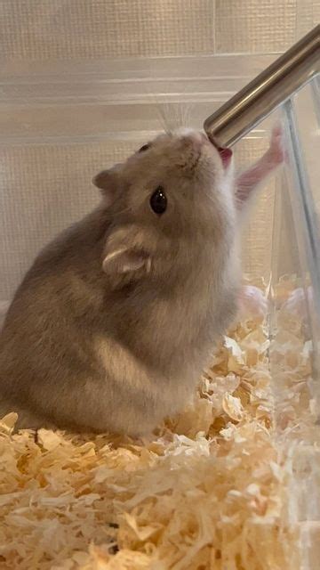 ごま On Instagram かわいい🤭 はむすたぐらむ ハムスタグラム ハムスター ハムスターのいる暮らし ハムスター部