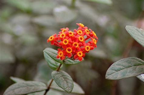 アカネ科の花（花一覧。画像・写真や花言葉も） 花言葉 由来