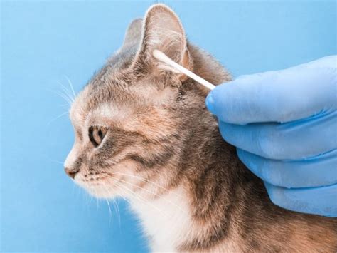 10 Best Cat Ear Cleaners Recommended By Vets Top Picks
