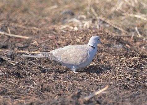 埼玉県の鳥 「シラコバト」