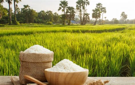 မြန်မာ့ဆန်စပါးပို့ကုန်တိုးမြှင့်တင်ပို့နိုင်ရေးအတွက် ၅ နှစ်တာကာလ လုပ်ငန်းစီမံချက် မူကြမ်း ရေးဆ