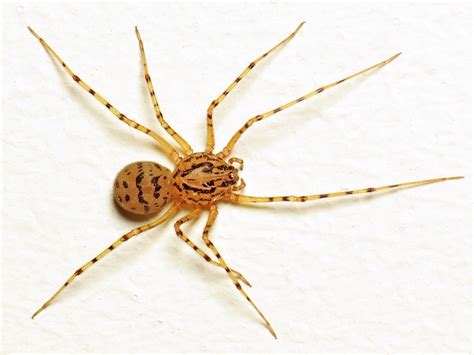 Common Garden Spiders In The Uk Fantastic Pest Control