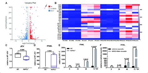 Interferon Ifn Stimulated Genes Isgs Especially Ifn Induced