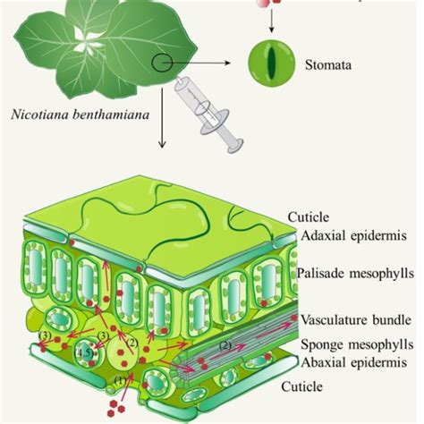 Schematic Illustration Of Internalization And Translocation Of Layered