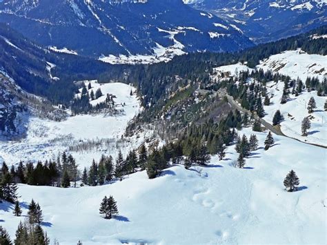 Spring Atmosphere In The Alpine Coniferous Forests And Among The Evergreen Trees On The Slopes
