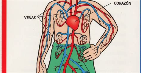 El blog del cuerpo humano La circulación