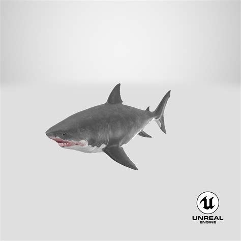 Megalodon 3d Model 139 3ds Blend C4d Fbx Max Ma Lxo Obj