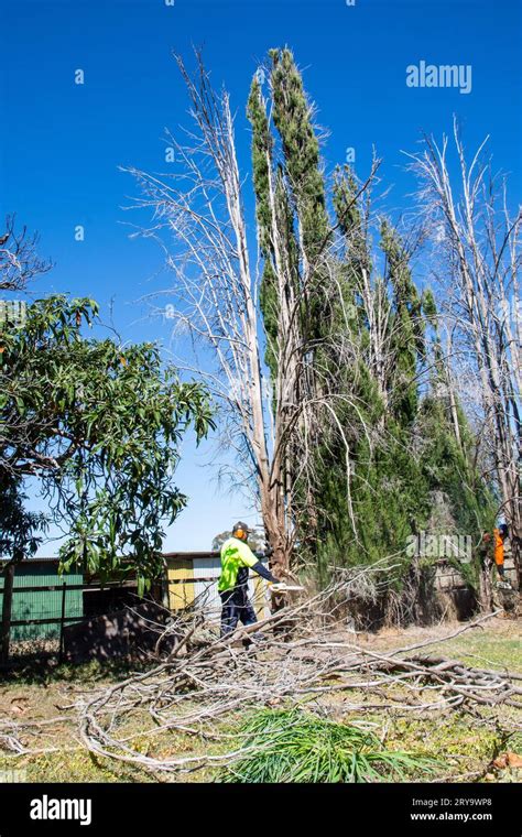 Two Men Trimming Branches Before Felling A Dead Cypress Pine Tree Stock