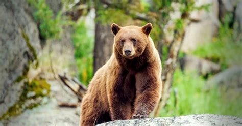 곰 잡는 꿈 해몽 7가지 죽는 싸우는 죽이는 많이 나오는 피하는